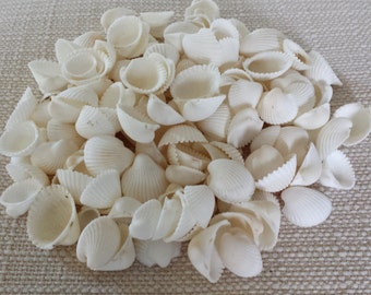 Limpet Shells Tiny Shells Beach Decor Seashells Shells