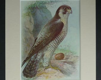 Peregrine falcon | Etsy