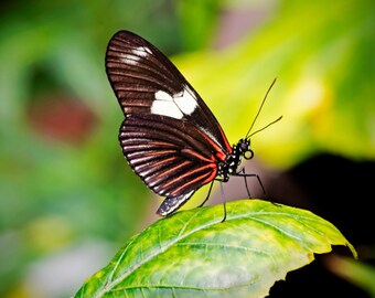 Peruvian butterflies | Etsy