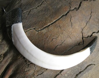Wild boar teeth | Etsy