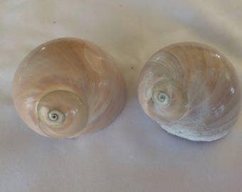 Shark eye shell | Etsy