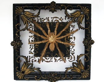 Real framed spiders and insects by TarantulaBox on Etsy