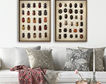 Antique insect print | Etsy