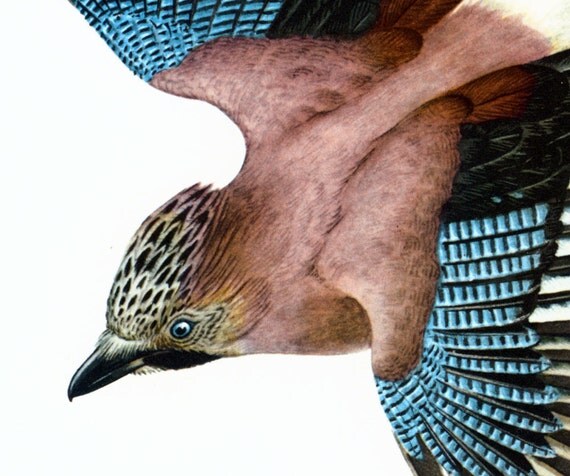 1961 Eurasian Jay Siberian Jay vintage Bird Print