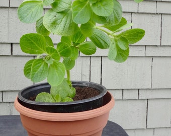 Unique coleus plant related items | Etsy