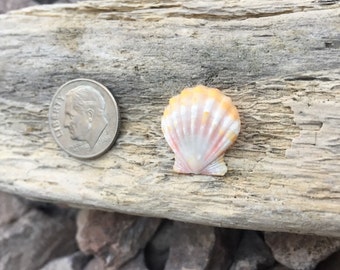 Sunrise shell | Etsy