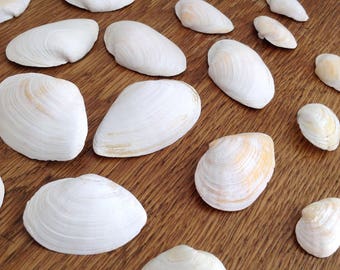 Natural sea shells | Etsy