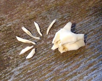 Deer molars | Etsy