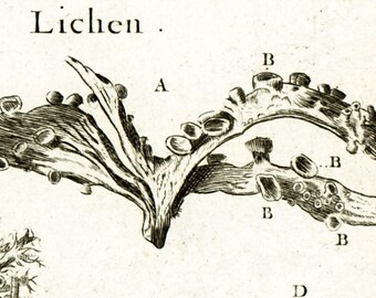 Lichen drawing | Etsy