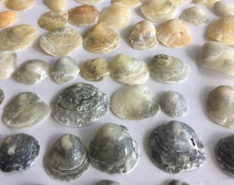 Jingle shells | Etsy