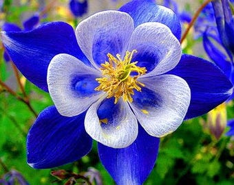 Blue columbine | Etsy