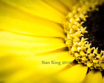 Items similar to Burnt Orange Gerbera Daisy Flower rhinestone center on ...