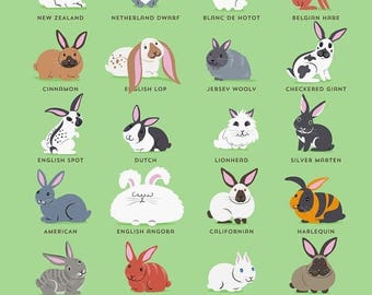 Rabbit breeds | Etsy