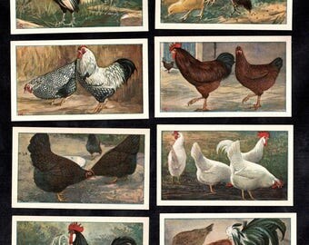 antique victorian lithograph poultry chicken fowls DIGITAL