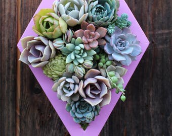 Succulent Gifts Floral arrangements & rare by SucculentWonderland