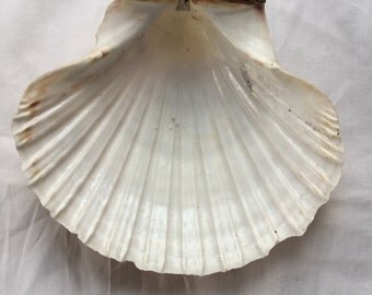 Large scallop shells | Etsy