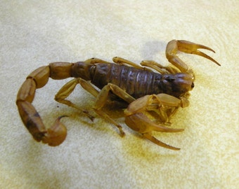 Unique real scorpion related items | Etsy
