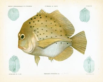 1922 Poissons d'Eau Douce. Aquaculture. Planche illustrée
