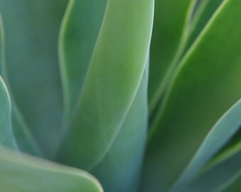 Succulent photograph | Etsy