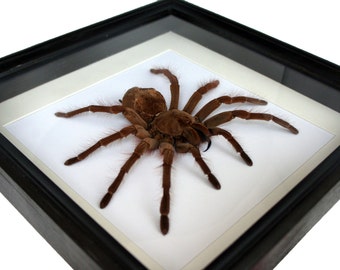 Real framed spiders and insects by TarantulaBox on Etsy