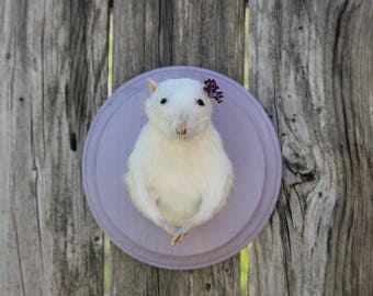 Taxidermy rat | Etsy