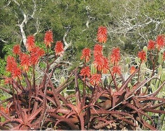 Rare aloe | Etsy