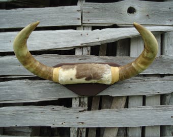 Mounted bull horns | Etsy