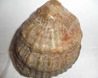 Fossil conch shell | Etsy