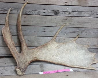 Bulk Lot of White Weathered Deer Antler 10 pounds
