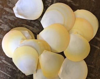 Pectin Scallop Shells 10 PC Seashells for Beach Decor