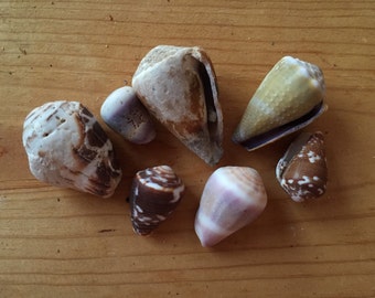 Hawaiian Sea Shell and Sea glass supplier by hawaiianseashellco