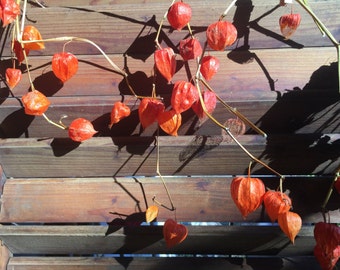 Physalis | Etsy