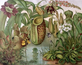 Venus fly trap | Etsy