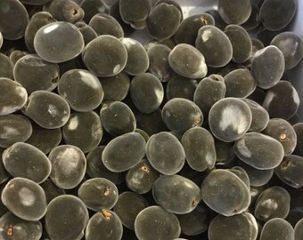 Hawaiian seed | Etsy