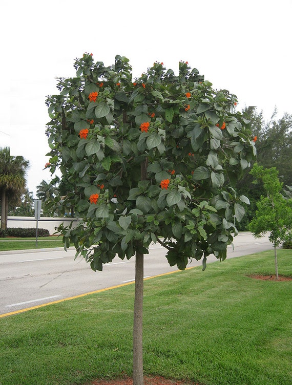 Live Healthy Orange Geiger Tree 8 inches tall in 6 inch pot. Grown ...