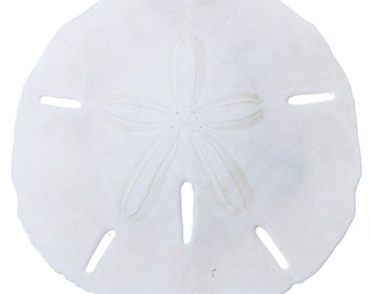 Large sand dollar | Etsy