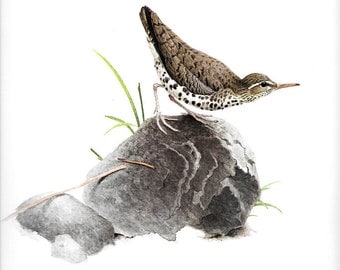 Sandpiper painting | Etsy