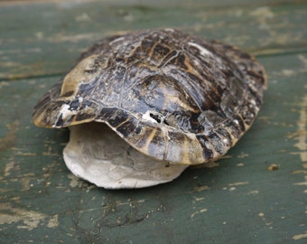 Terrapin turtle | Etsy