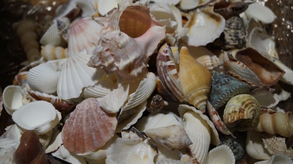 Gallon 200 ShellsMixed Philippine Seashells Bulk for Craft