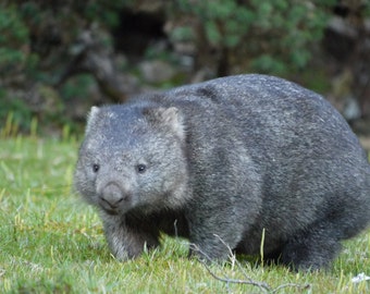 Wombat | Etsy