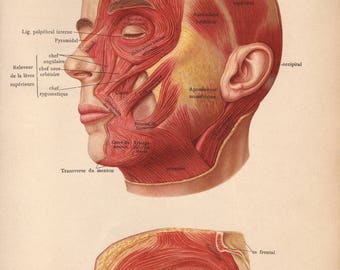 Tendon ligaments | Etsy