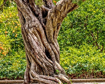 Twisted tree art | Etsy