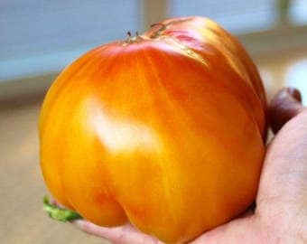 Heirloom tomato | Etsy