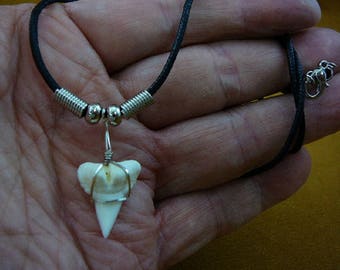 5/8 inch Hammerhead shark tooth teeth necklace jewelry S11-91