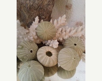 Shell arrangements | Etsy