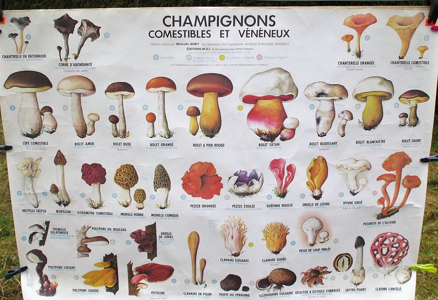 Affiche scolaire CHAMPIGNONS année 1979