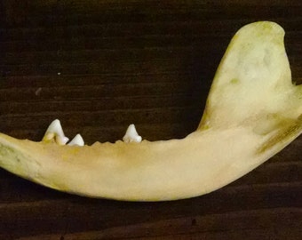 Opossum bones | Etsy