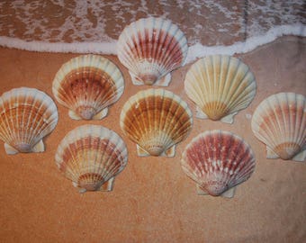 Irish sea shells | Etsy
