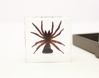 Tarantula | Etsy