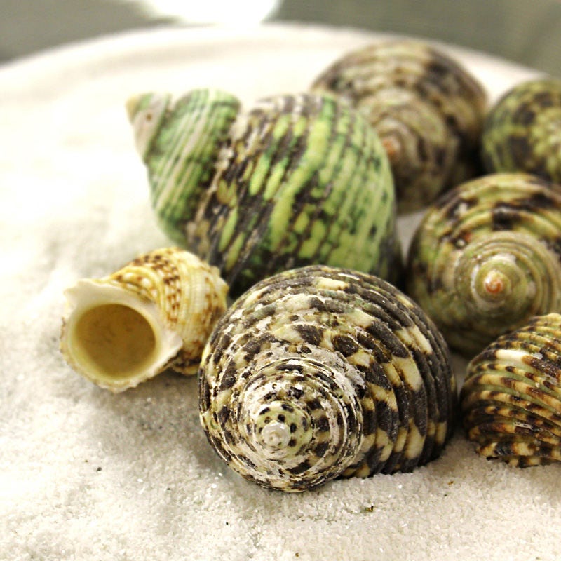 Sea Shells Green Stripe Turbo Style - Nautical Decoration. Item ...